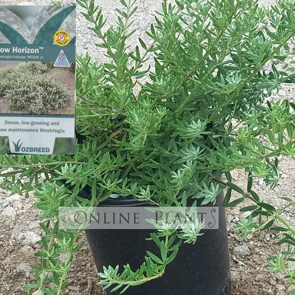 Westringia Plants for Sale Australia — Coastal Rosemary | Online Plants