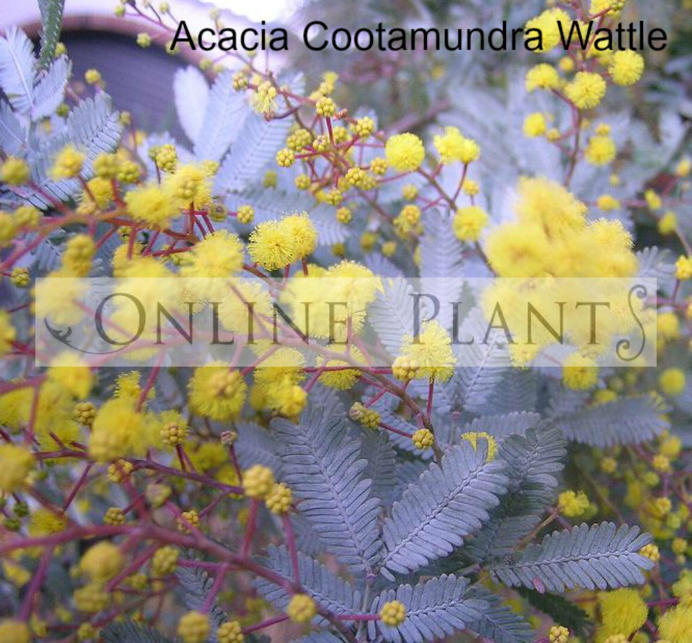 Acacia Cootamundra Wattle Plants | Online Plants Melbourne, Australia
