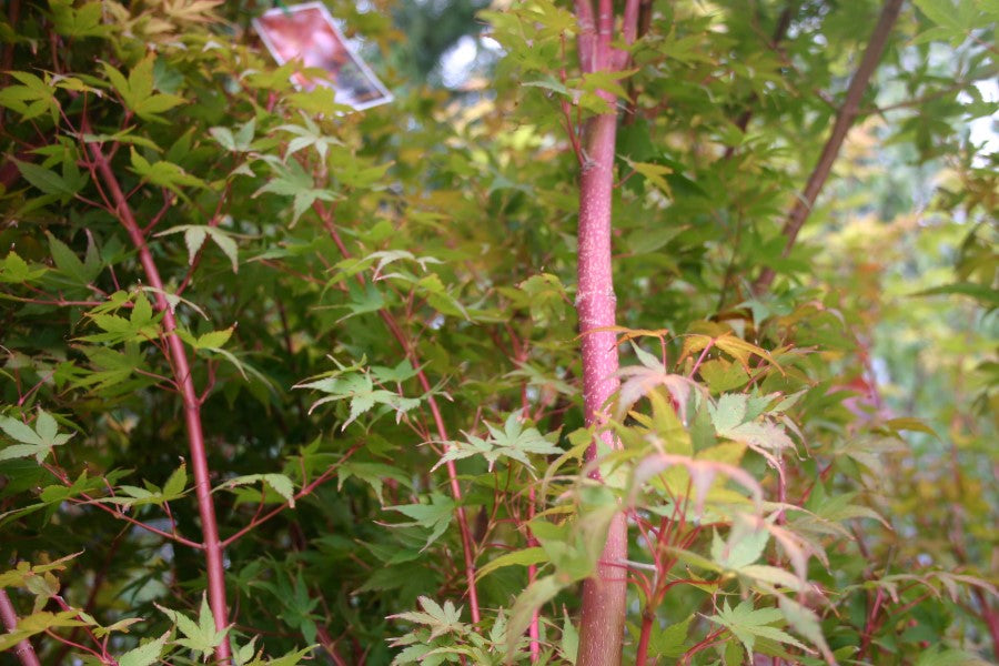 Acer Palmatum Senkaki, Coral Bark Tree for sale, Online Plants