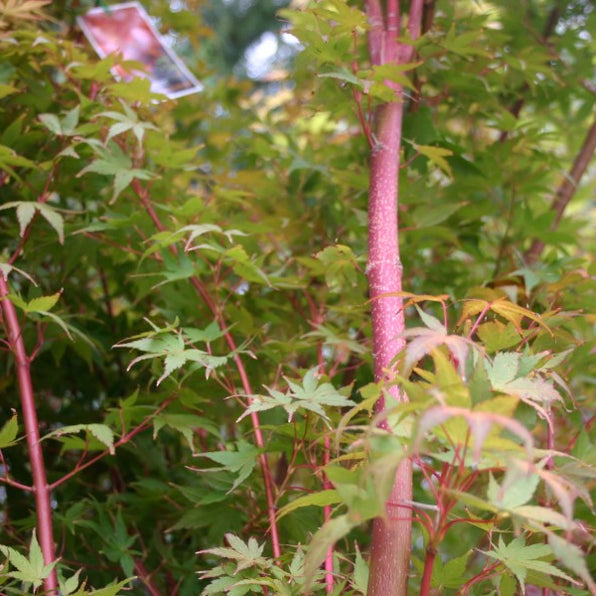 Acer, Japanese and Canadian Maple