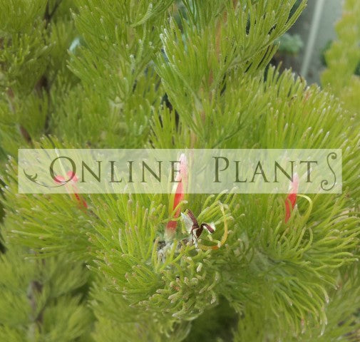 Adenanthos Silver Streak, Woolly Bush For Sale | Online Plants