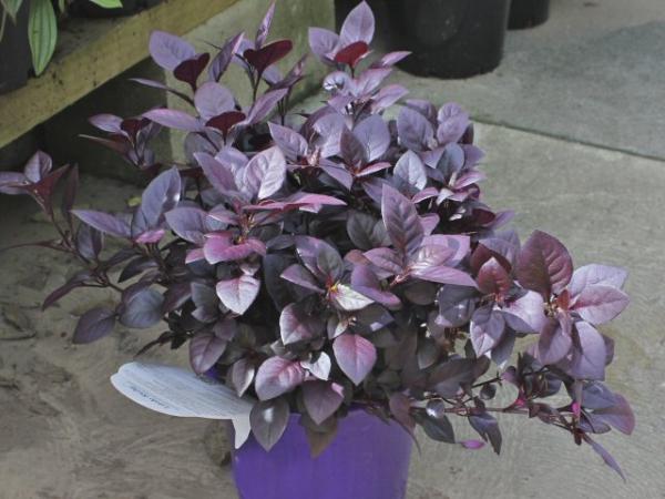 Alternanthera Little Ruby | Online Plants Melbourne