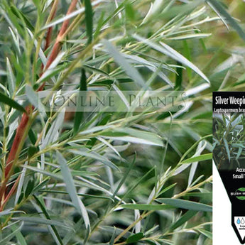 Leptospermum (Tea Tree) Plants for Sale | Hardy Australian Natives