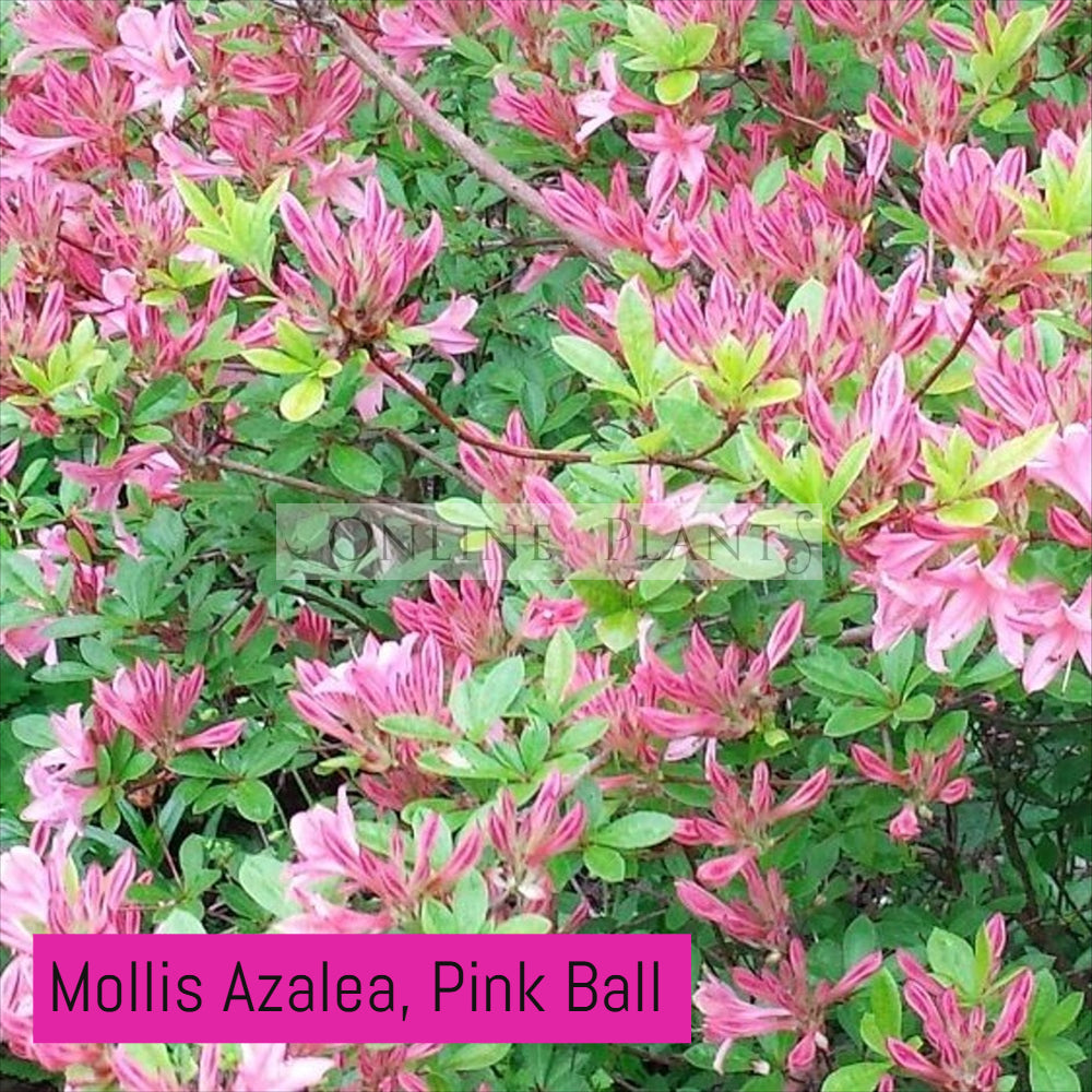 Mollis Azalea, Pink Ball For Sale | Online Plants Melbourne Australia
