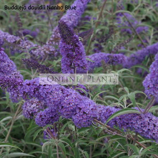 Buy Buddleja Butterfly Bush Plants Online | Fragrant Summer Colour for ...