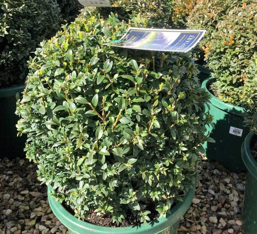 Buxus Box Hedge Plants for Sale Melbourne, Australia