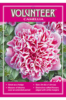 Camellia Flower Plants, Camellia Trees & Hedge Plants for Sale