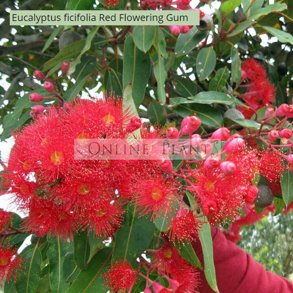 Flowering Gum Trees - Red, Pink, Yellow & White Gum Trees