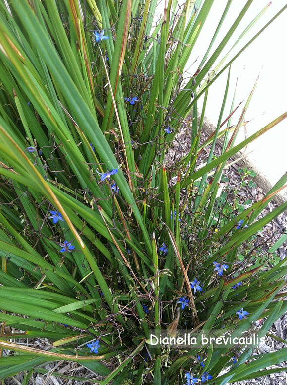 Dianella Coast Flax Lilly for Sale | Online Plants Australia