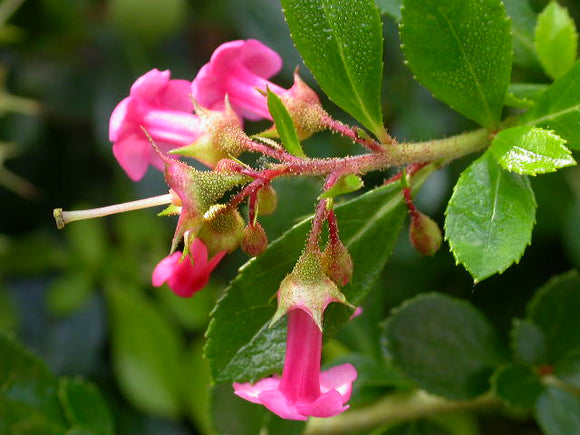 Escallonia Pink Pixie for Sale | Online Plants Australia