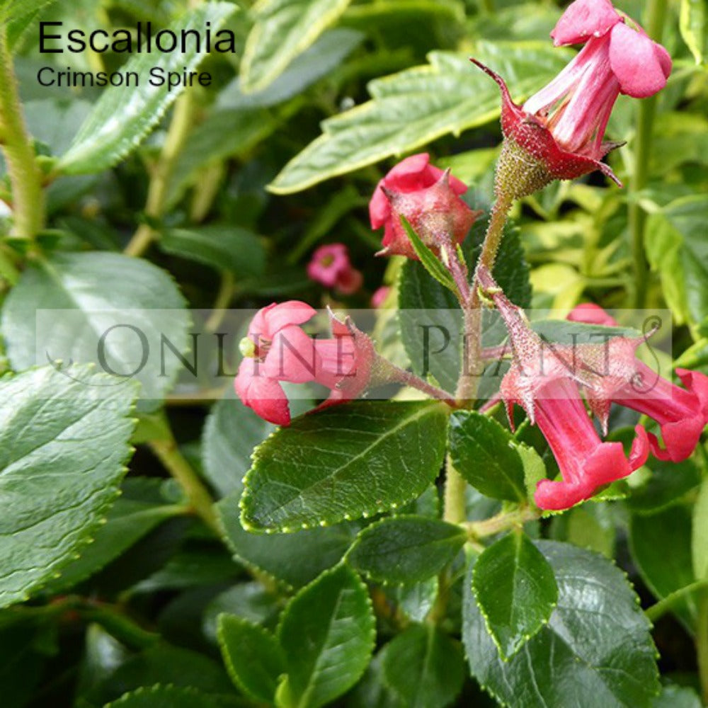 Escallonia Crimson Spire For Sale | Online Plants Melbourne Australia