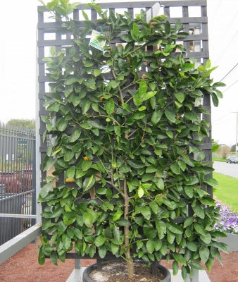 Espalier Lemon Tree for Sale – Online Plants Melbourne, Australia