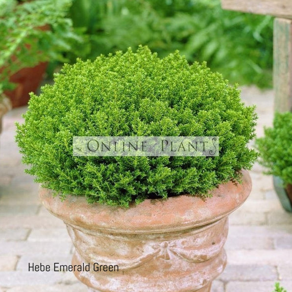 Hebe Plants & Shrubs For Sale, Buy Hebe Varieties Australia