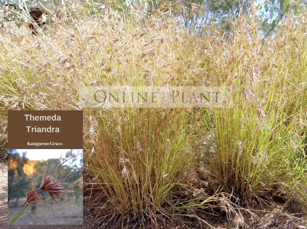 Themeda triandra Kangaroo Grass