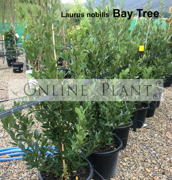 Laurus Nobilis Bay Tree for Sale - Online Plants Australia
