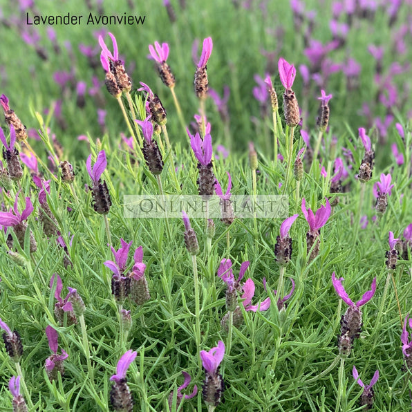 Lavender Plant & Shrubs for Sale Melbourne, Australia