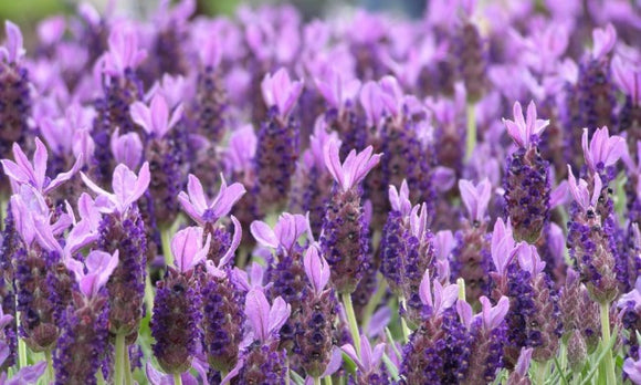 Lavender Avonview Plants for Sale | Online Plants Australia