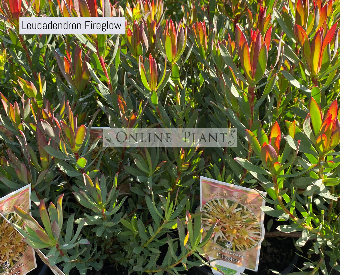 Leucadendron Fireglow for Sale - Online Plants Australia