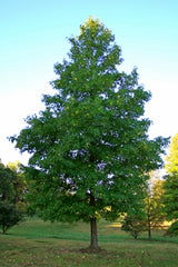 Liquid Amber Tree for Sale, Styraciflua - Online Plants Australia