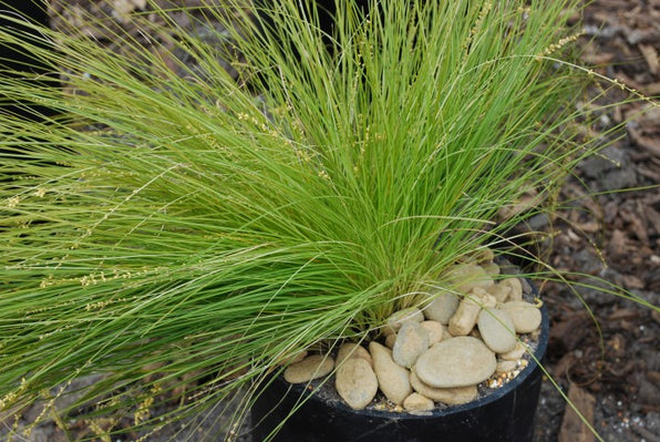Lomandra Longifolia Plants for Sale - Online Plants Australia