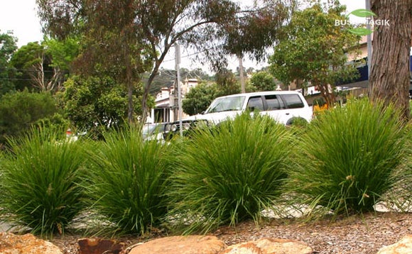 Lomandra 'Little Con' for Sale | Online Plants Australia
