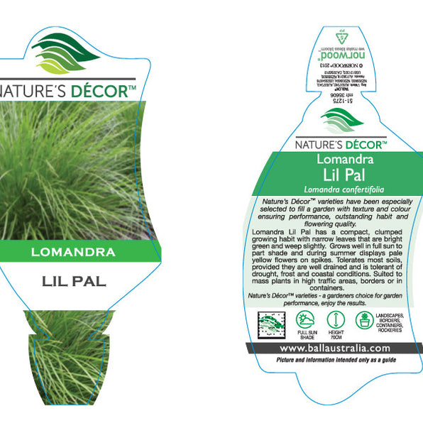 Lomandra Longifolia Plants for Sale - Online Plants Australia