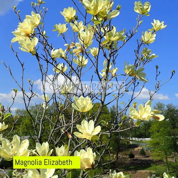 Magnolia Trees for Sale, Magnolia Hedge Types, Varieties