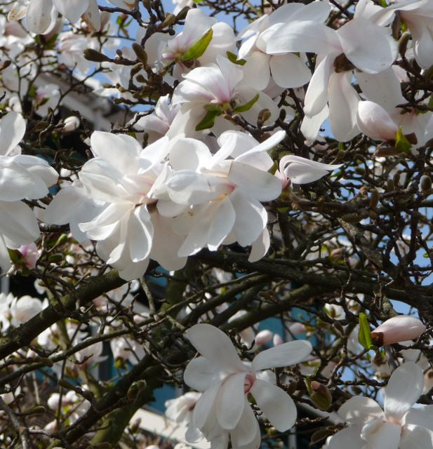 Magnolia Stellata Star Magnolia for Sale - Online Plants Australia
