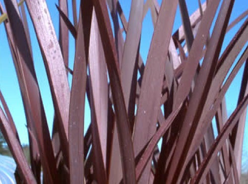 Phormium Flax Shiraz Plants for Sale | Online Plants Australia