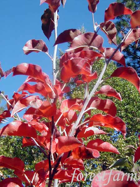 Pyrus Calleryana Red Spire | Online Plants Australia