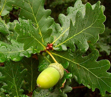 Quercus robur English Oak for Sale | Online Plants Australia