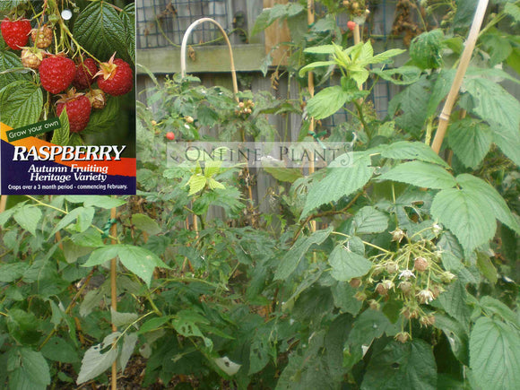 Raspberry Heritage, Online Plants Melbourne