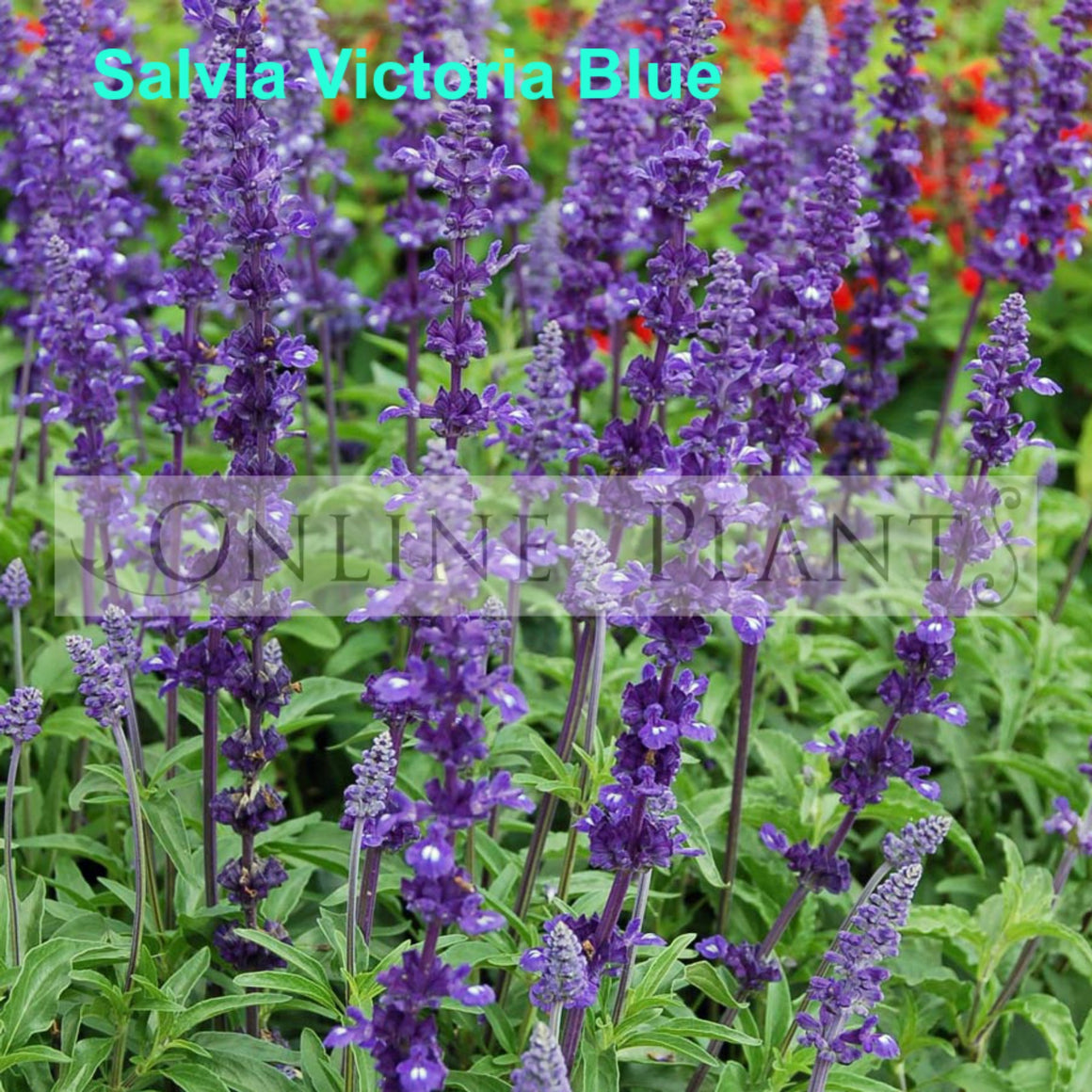 Salvia Victoria Blue for Sale | Online Plants Australia