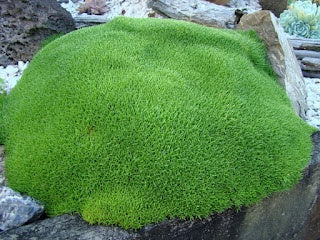 Scleranthus Biflorus for Sale | Online Plants Australia
