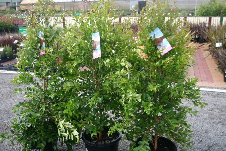 Lilly Pilly Backyard Bliss - Online Plants Australia