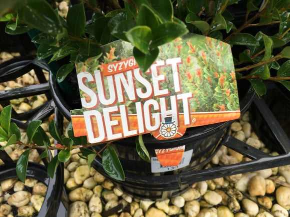 Syzygium Australe 'Sunset Delight' Lilly Pilly for Sale | Online Plants ...