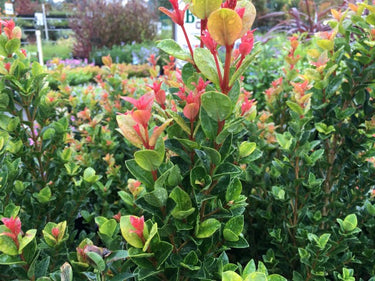 Syzygium Australe 'Sunset Delight' Lilly Pilly for Sale | Online Plants ...
