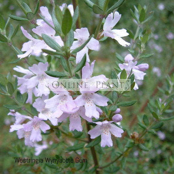 Westringia Plants for Sale Australia — Coastal Rosemary | Online Plants