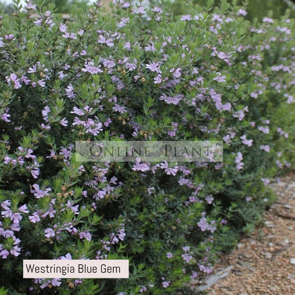 Westringia Plants for Sale Australia — Coastal Rosemary | Online Plants