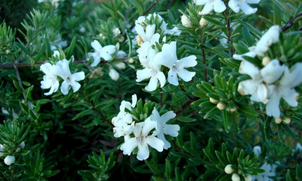 Westringia Plants for Sale Australia — Coastal Rosemary | Online Plants