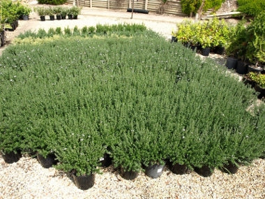 Westringia For Sale | Online Plants
