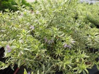 Westringia Plants for Sale Australia — Coastal Rosemary | Online Plants