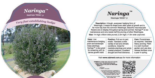 Westringia For Sale | Online Plants