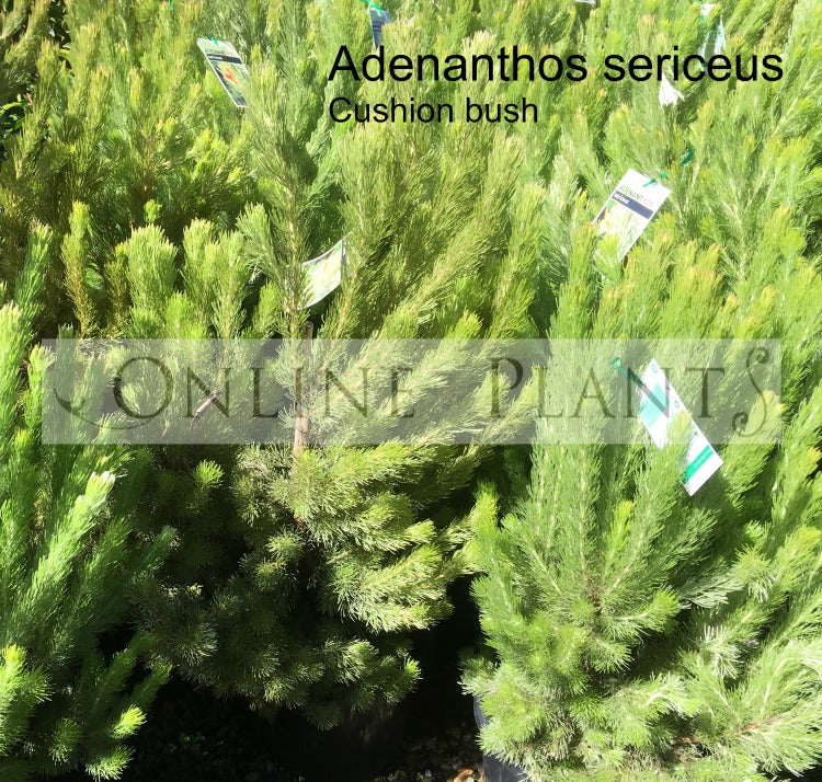 Adenanthos Silver Streak, Woolly Bush For Sale | Online Plants